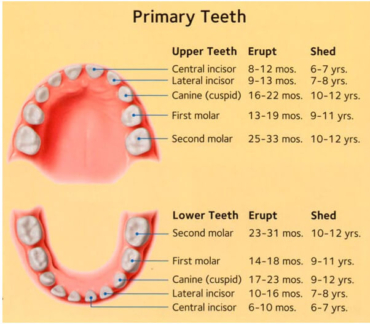 Printable Baby Teething Charts | Teething Order, Timeline