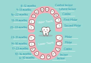 Printable Baby Teething Charts | Teething Order, Timeline