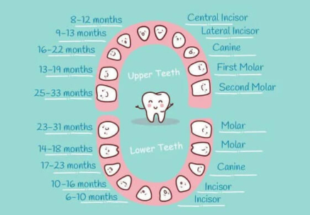 Printable Baby Teething Charts | Teething Order, Timeline
