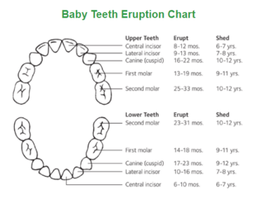 Printable Baby Teething Charts | Teething Order, Timeline