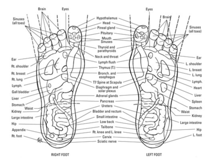 30 Free Printable Foot Reflexology Charts